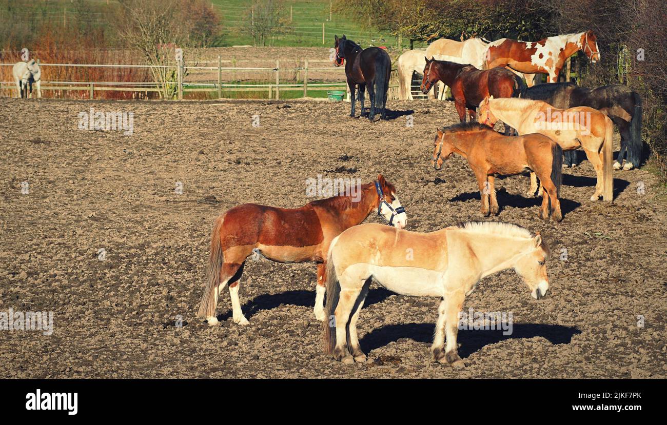 The horses in a fenced paddock Stock Photo - Alamy