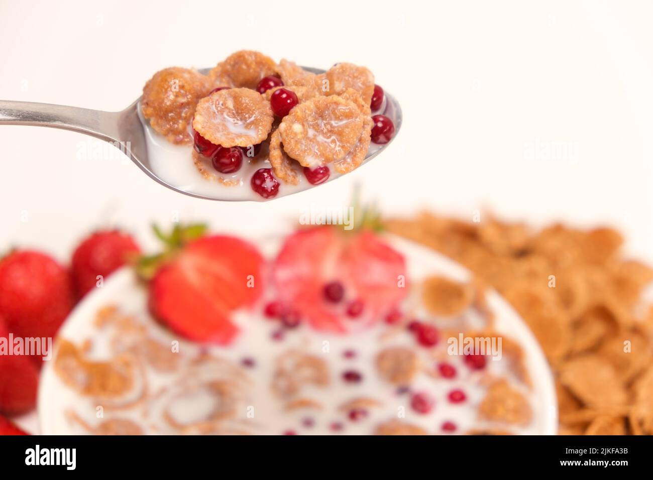 Cereal wheat flakes in milk with lingonberries in a spoon on a white ...