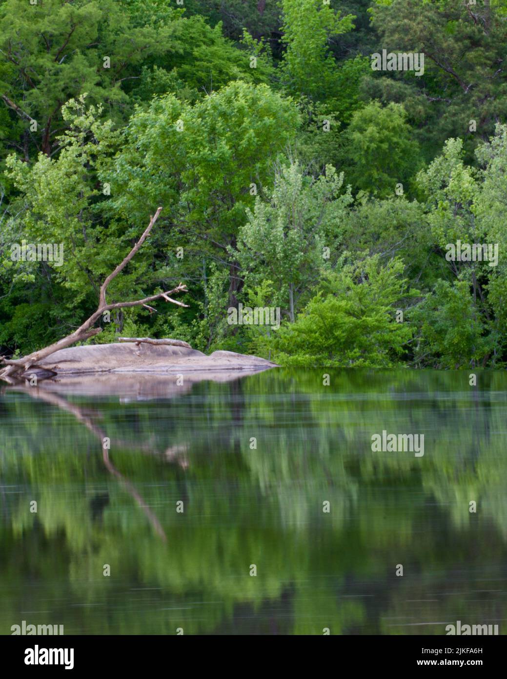 A vertical shot of a branch on the rock in the lake surrounded by lush ...