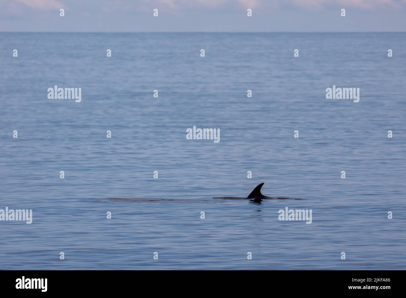 A dolphin swimming in the sea with the fin out Stock Photo - Alamy