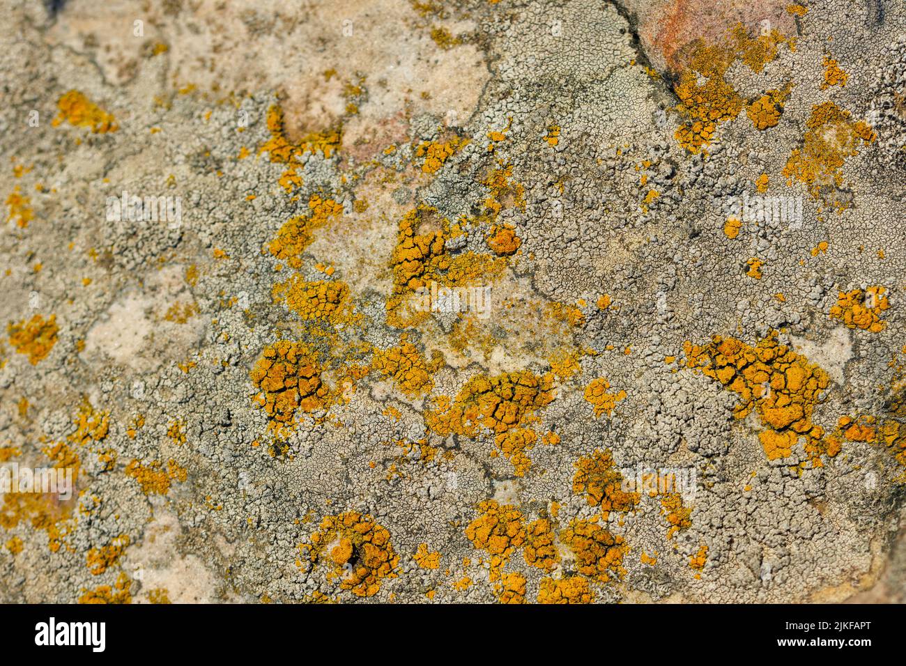 lichen presumably on quartzite sandstone surface under direct sunlight ...