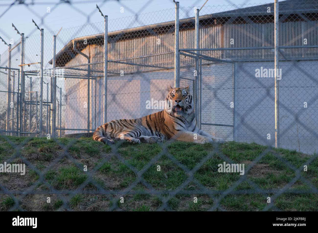 Bengal tiger cage hi-res stock photography and images - Alamy