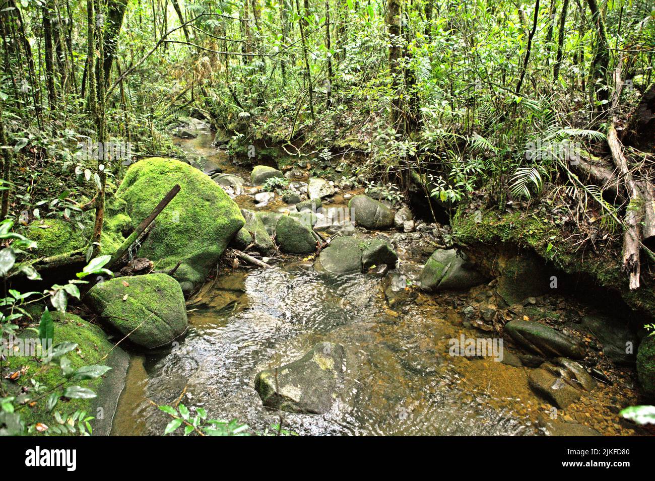 Landscape of a forest stream at Mount Kinabalu Botanical Garden in ...