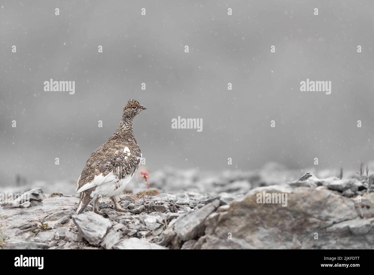 The rock ptarmigan under the rain, fine art portrait (Lagopus muta ...