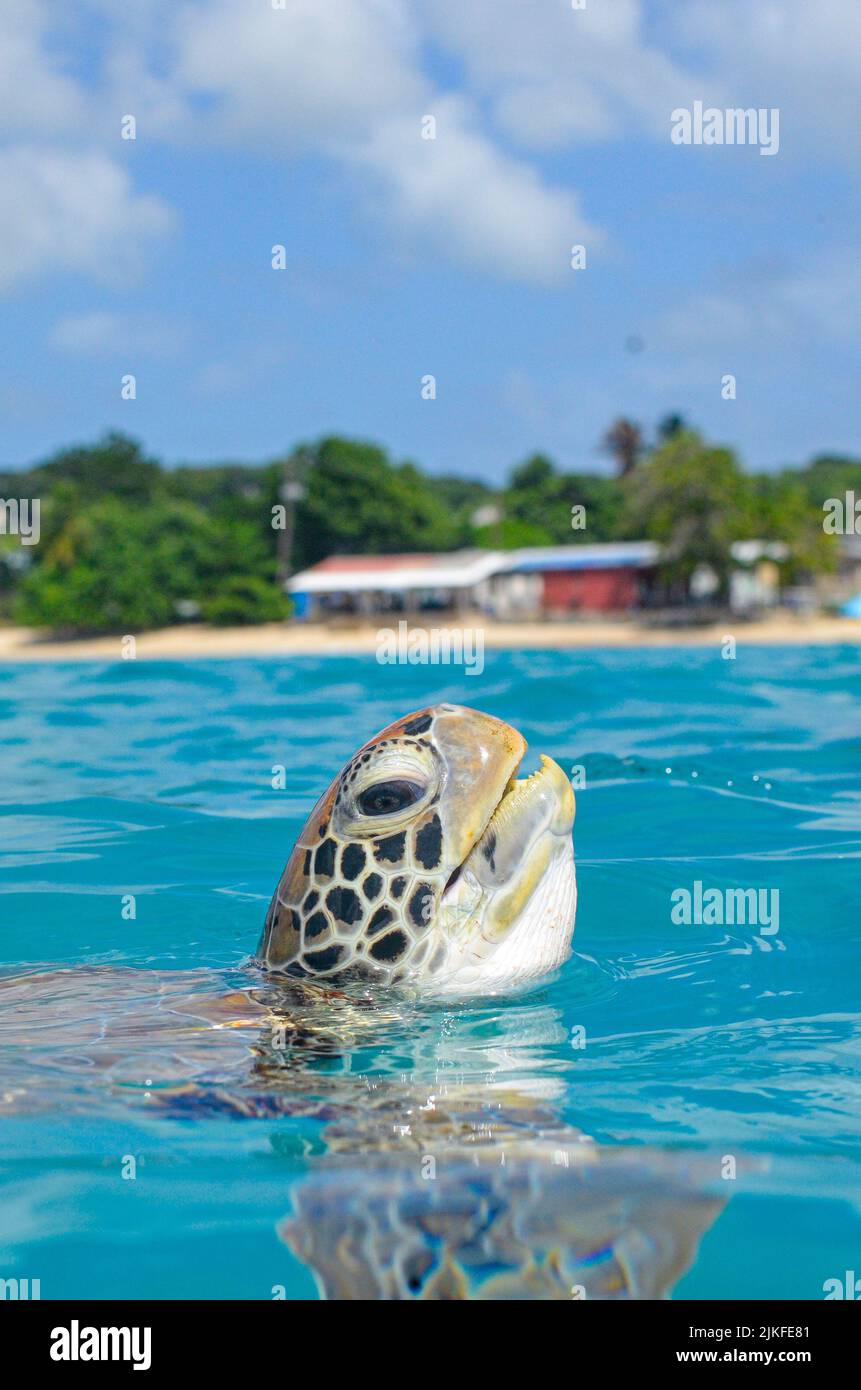 A vertical closeup of the head of a beautiful sea turtle in the blue ...