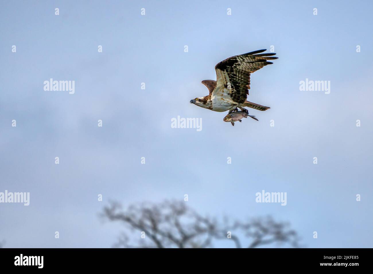 A low angle shot of a Bald Eagle flying with its wings wide open ...