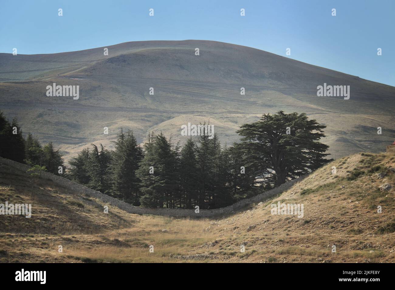 Cedars of god forest lebanon hi-res stock photography and images - Alamy