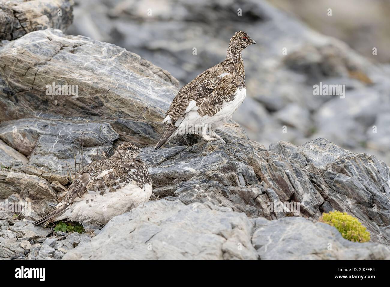 The rock ptarmigan, fine art portrait of male and female (Lagopus muta ...