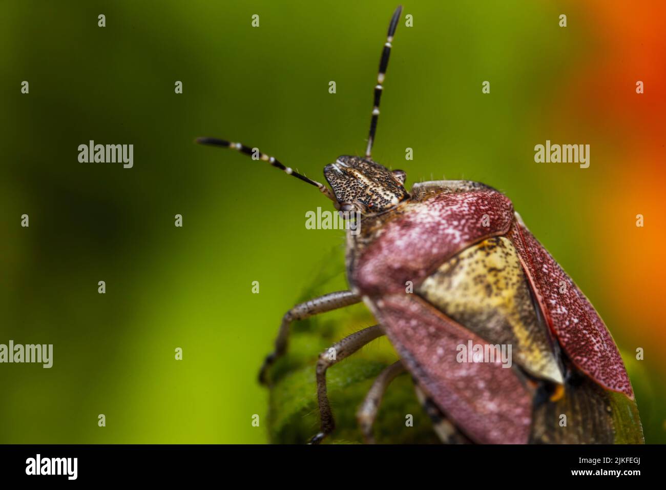 A macro shot of a Dolycoris baccarum bug perched on a green plant Stock ...