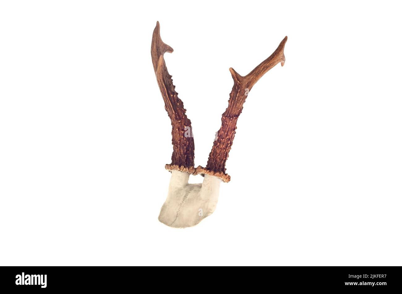 Deer antlers. Isolated on white Stock Photo - Alamy