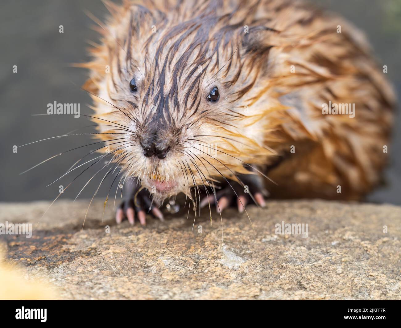 Wild animal Muskrat, Ondatra zibethicuseats, eats on the river bank. Muskrat, Ondatra zibethicus ...