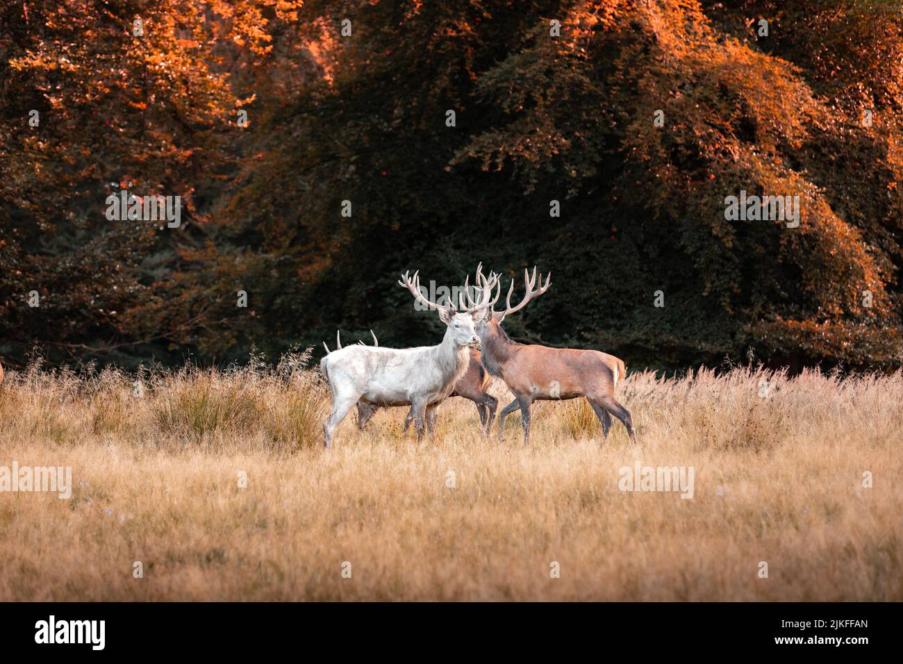 Dyrehaven park copenhagen hi-res stock photography and images - Alamy