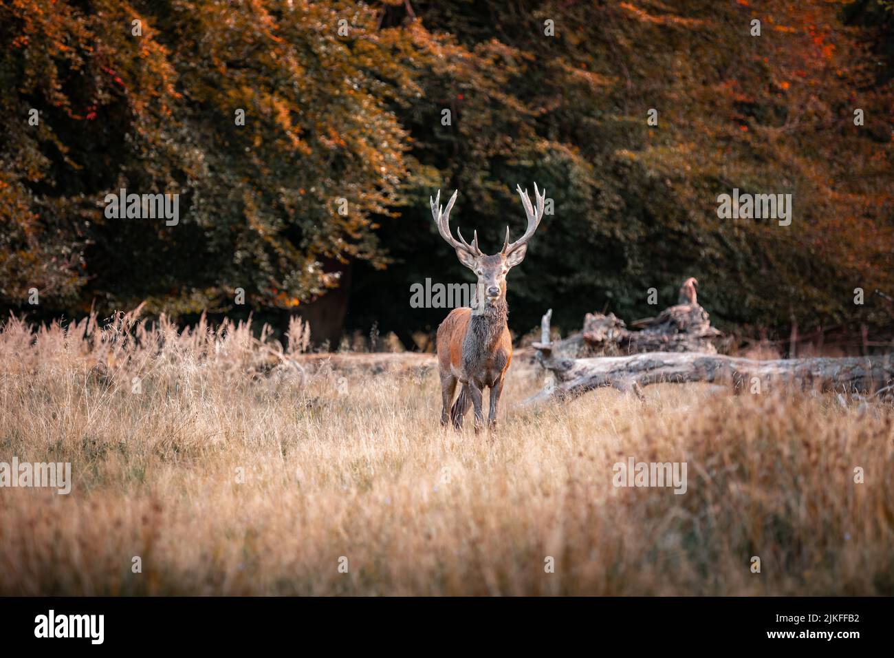 Dyrehaven park copenhagen hi-res stock photography and images - Alamy