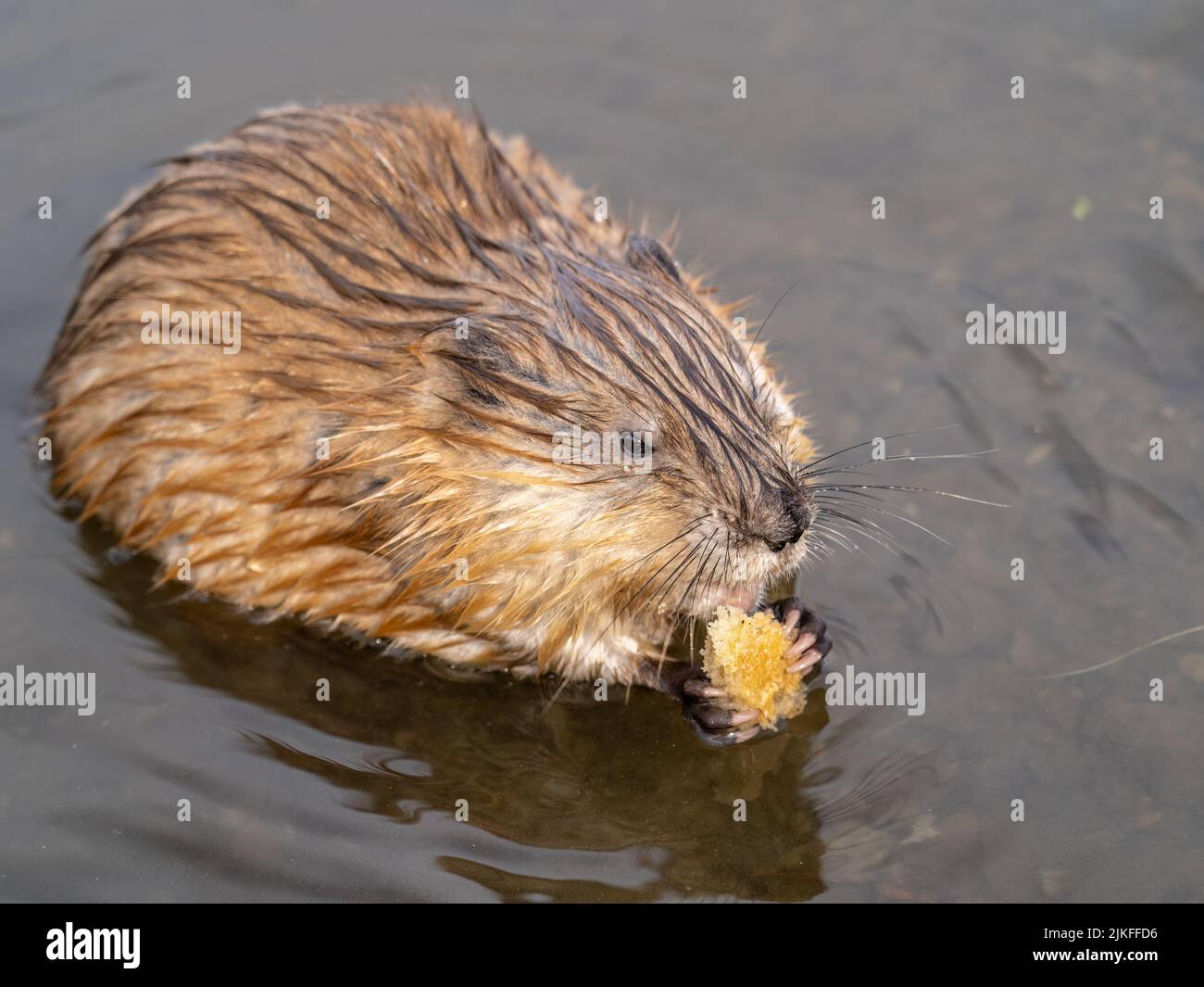 Wild animal Muskrat, Ondatra zibethicuseats, eats on the river bank ...
