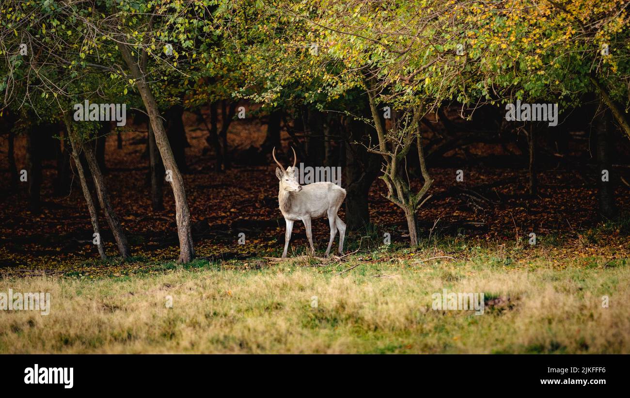 Dyrehaven park copenhagen hi-res stock photography and images - Alamy