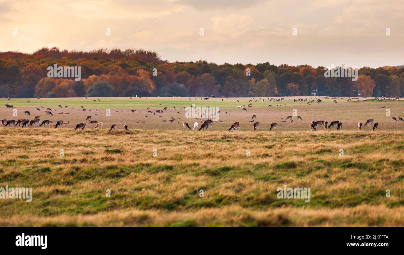 Dyrehaven park copenhagen hi-res stock photography and images - Alamy