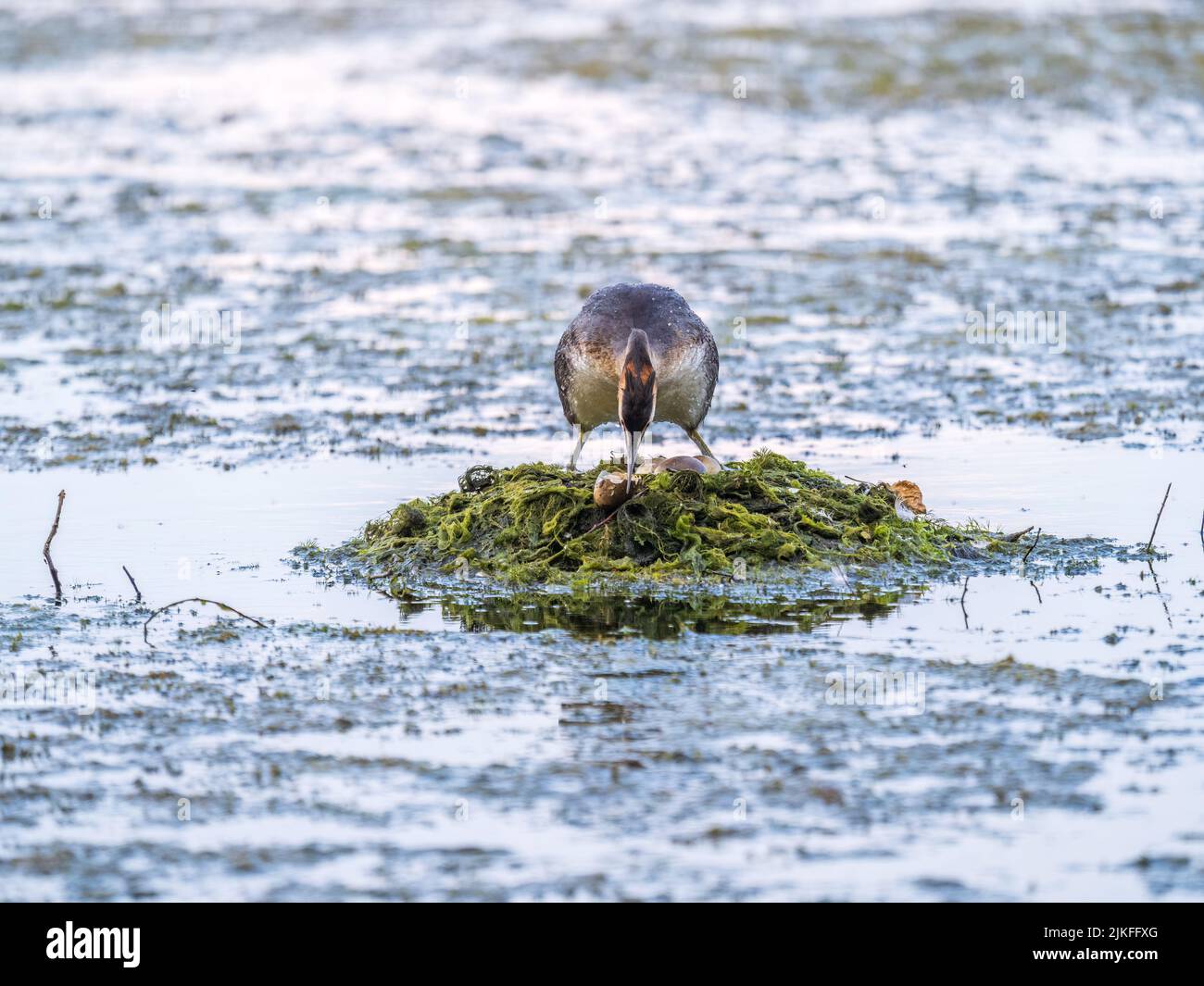 Great Crested Grebe, Podiceps cristatus, water bird sitting on the nest ...