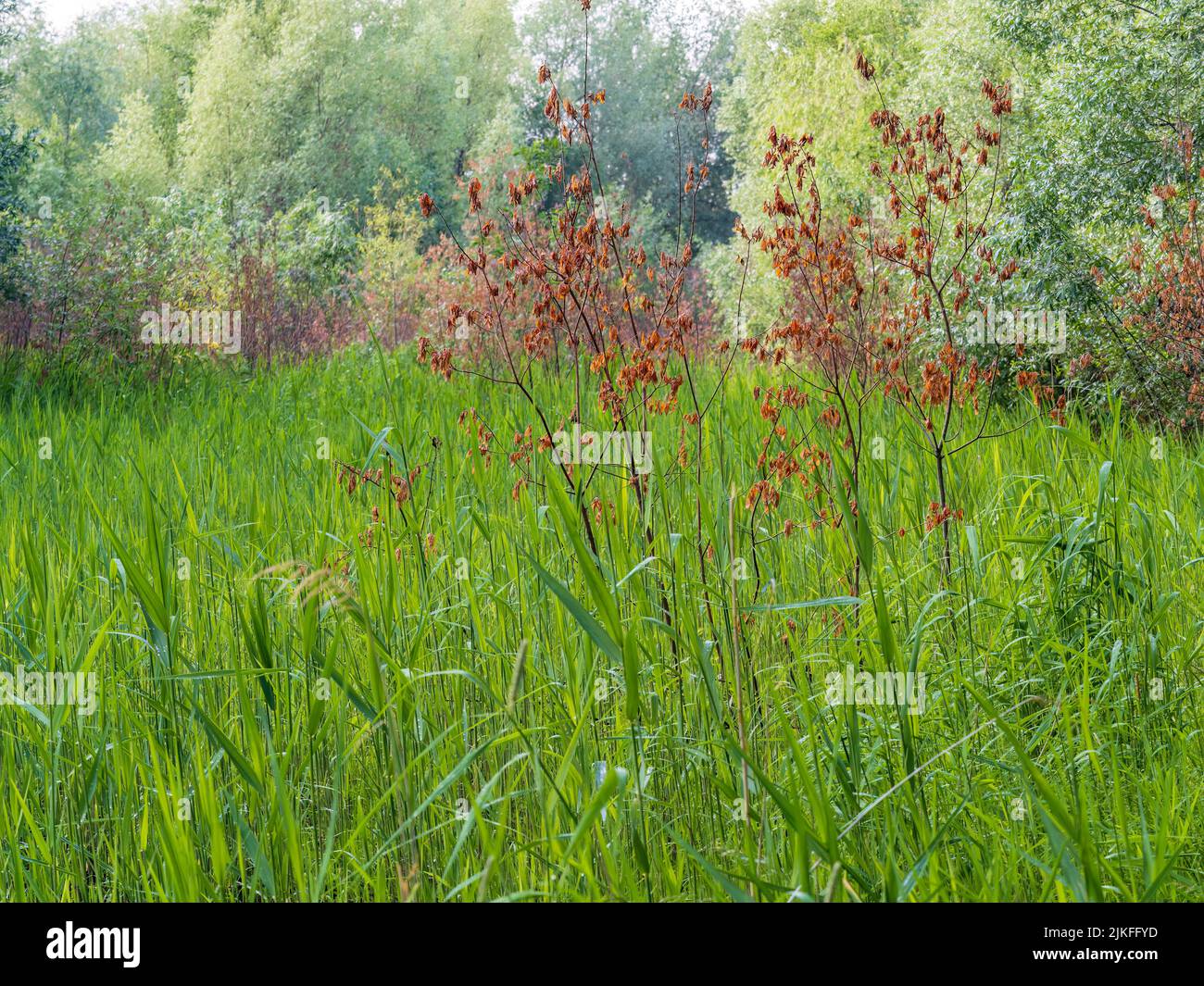 Green meadow with grass. Spring or summer green grass background ...