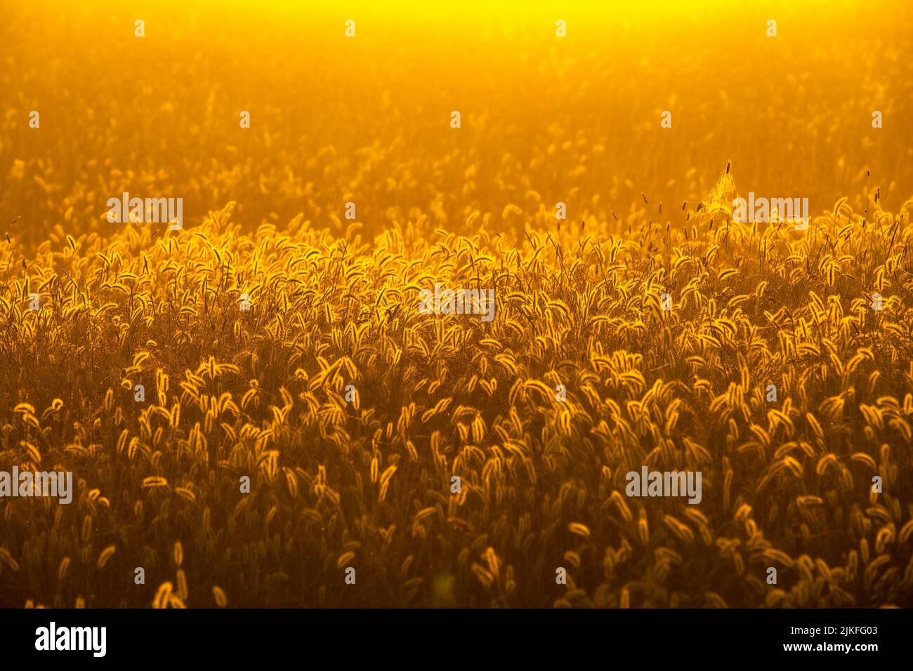 Field of wheat in the morning sun in Bois-de-Céné, France Stock Photo ...