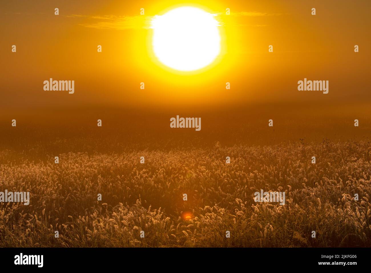 Field of wheat in the morning sun in Bois-de-Céné, France Stock Photo ...