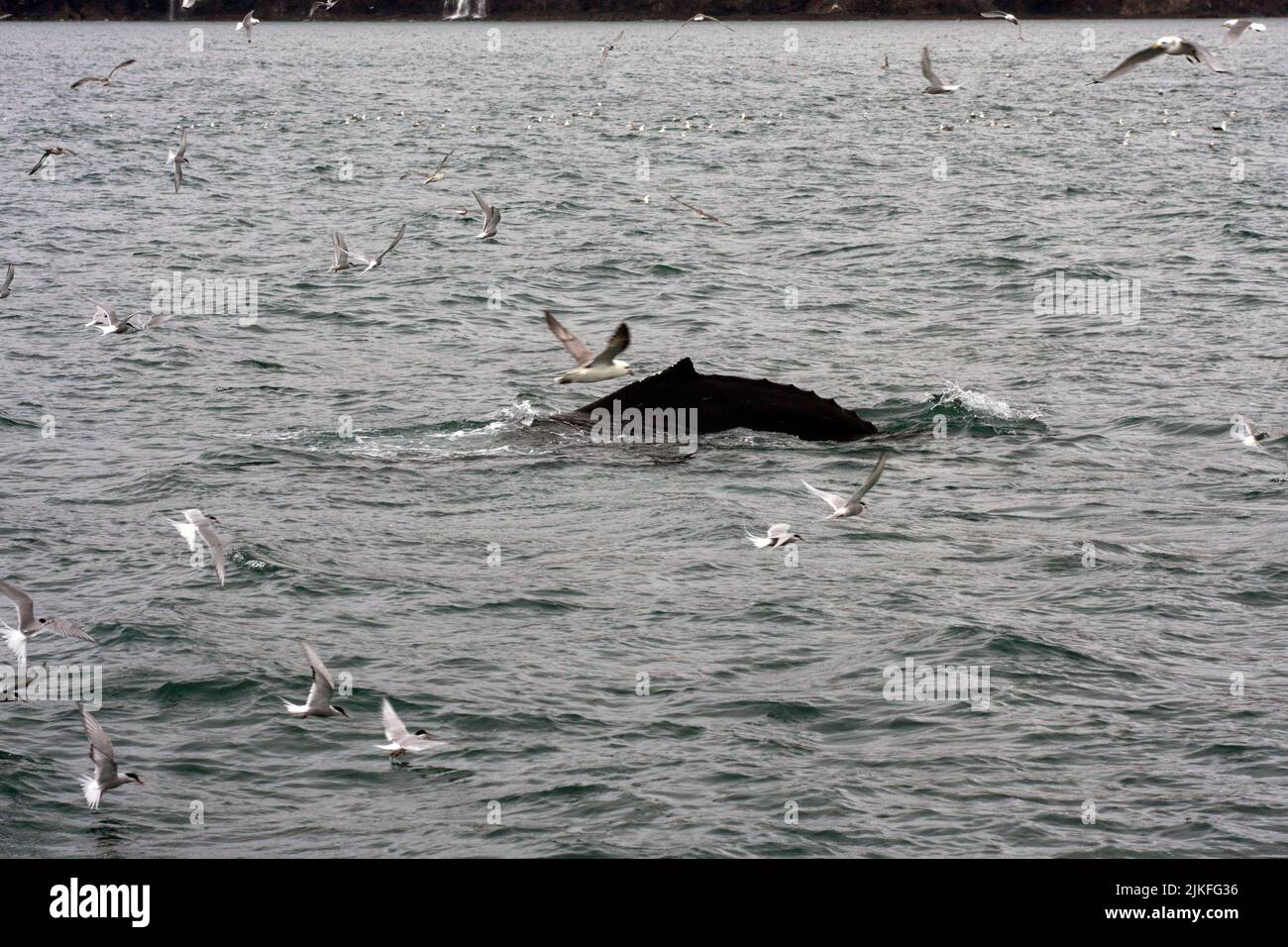 Humpback whale and sea birds Stock Photo - Alamy