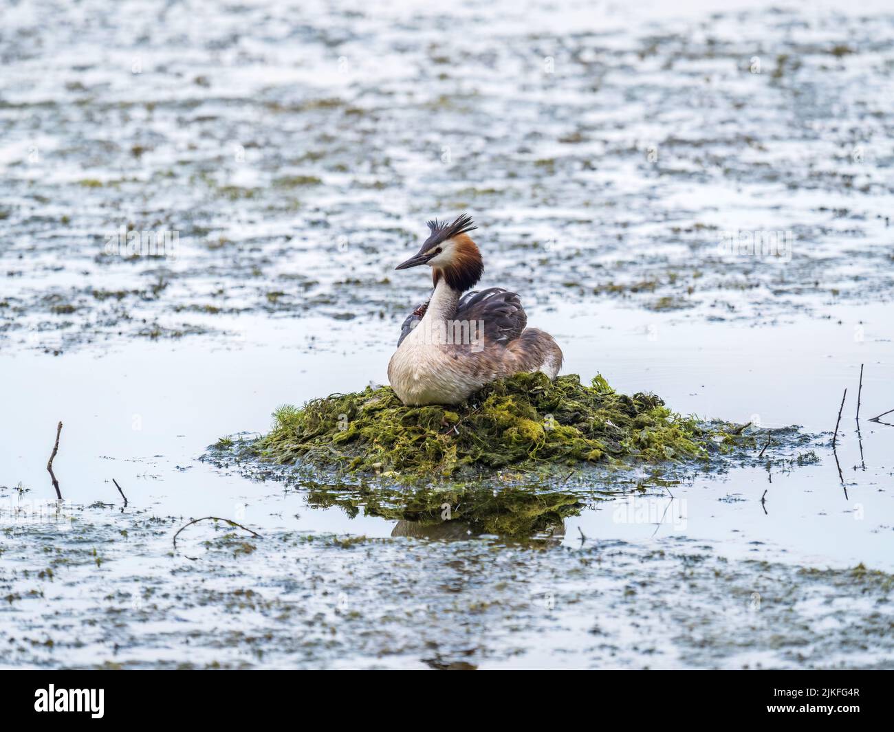 Great Crested Grebe, Podiceps cristatus, water bird sitting on the nest ...