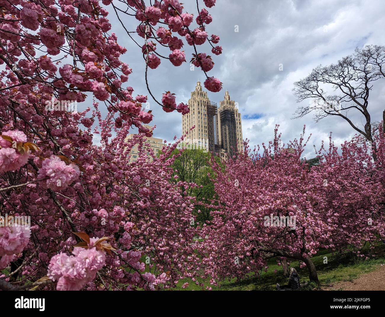 The beautiful pink sakura trees in the Central Park, NYC, United States ...