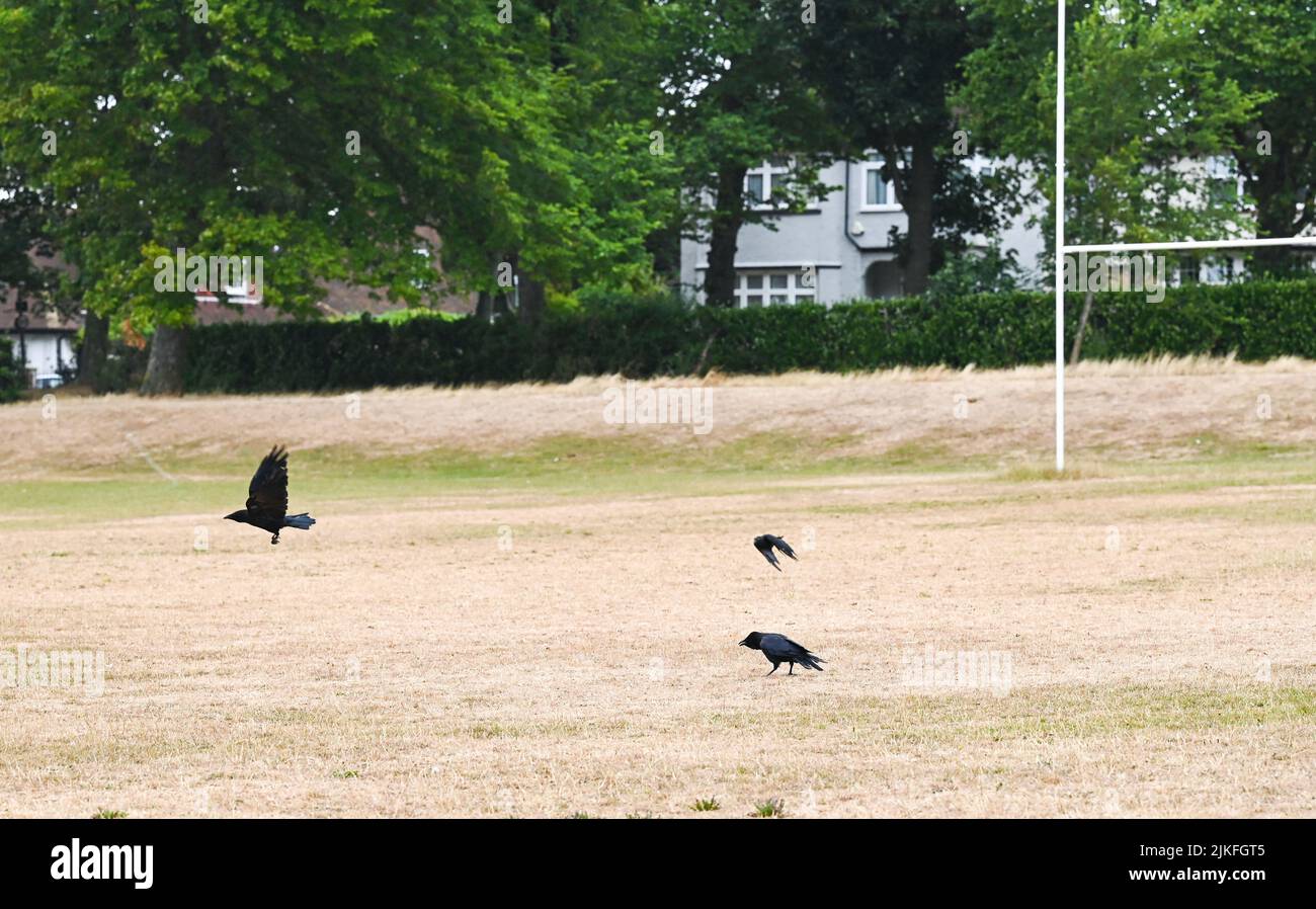 Hove rugby club hi-res stock photography and images - Alamy