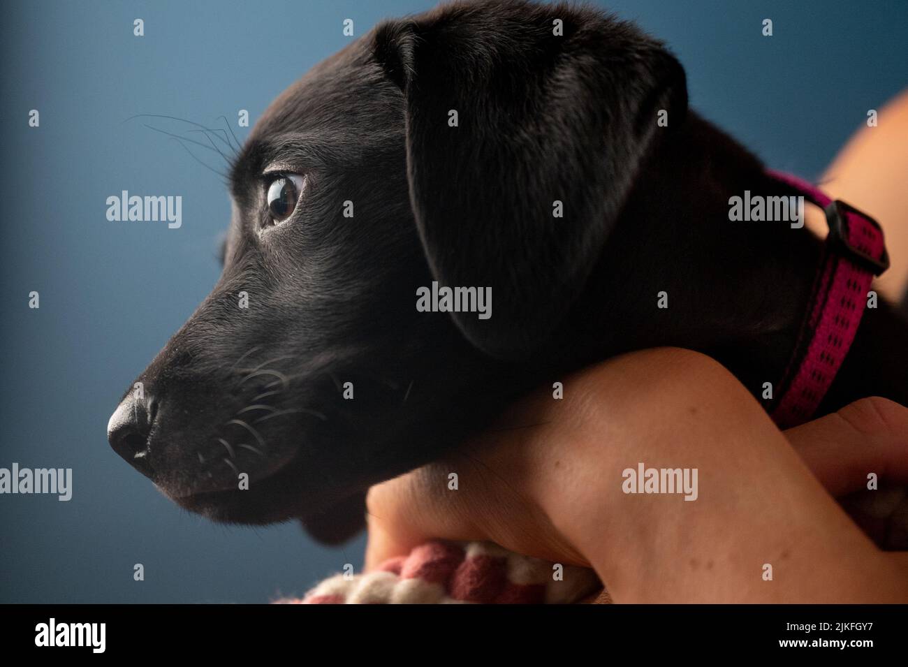 Side portrait of a lovely little black labrador puppy with pink collar ...
