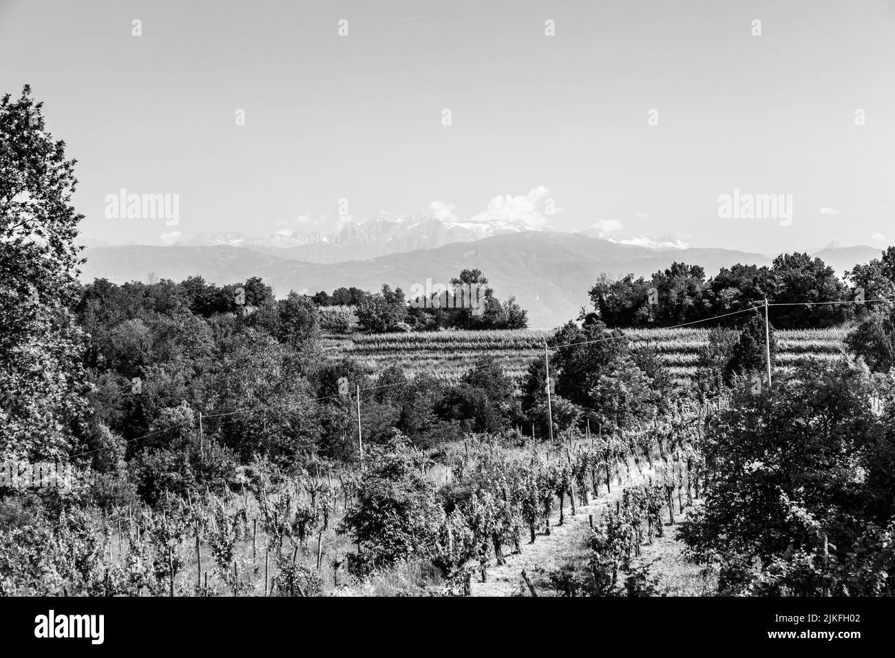 The vineyards of Buttrio in a summer day. Collio Friulano, Udine ...