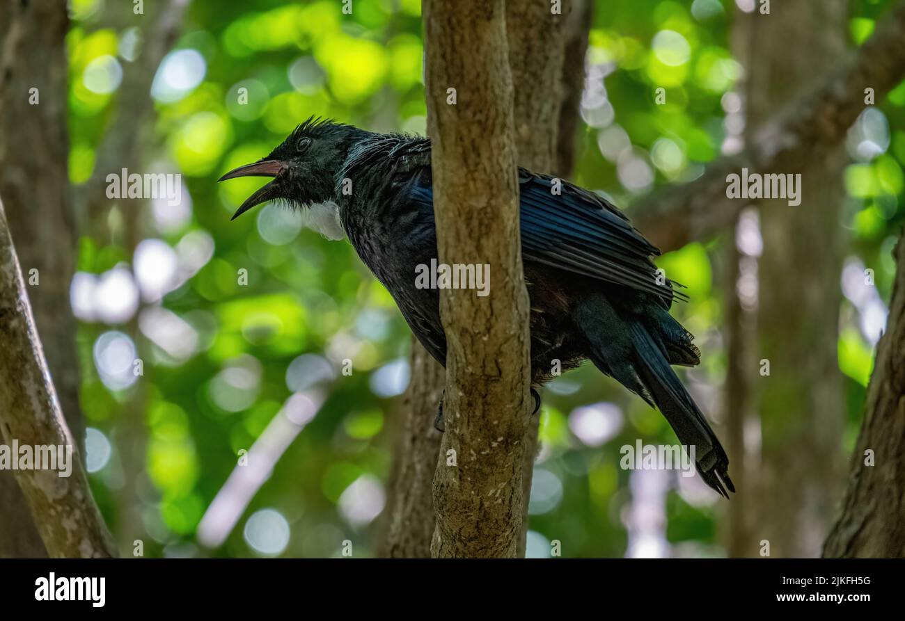 Tui bird endemic hi-res stock photography and images - Alamy