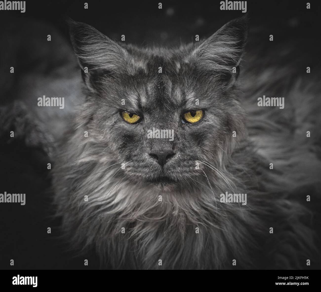 A grayscale portrait of an angry Maine Coon domestic cat with yellow ...