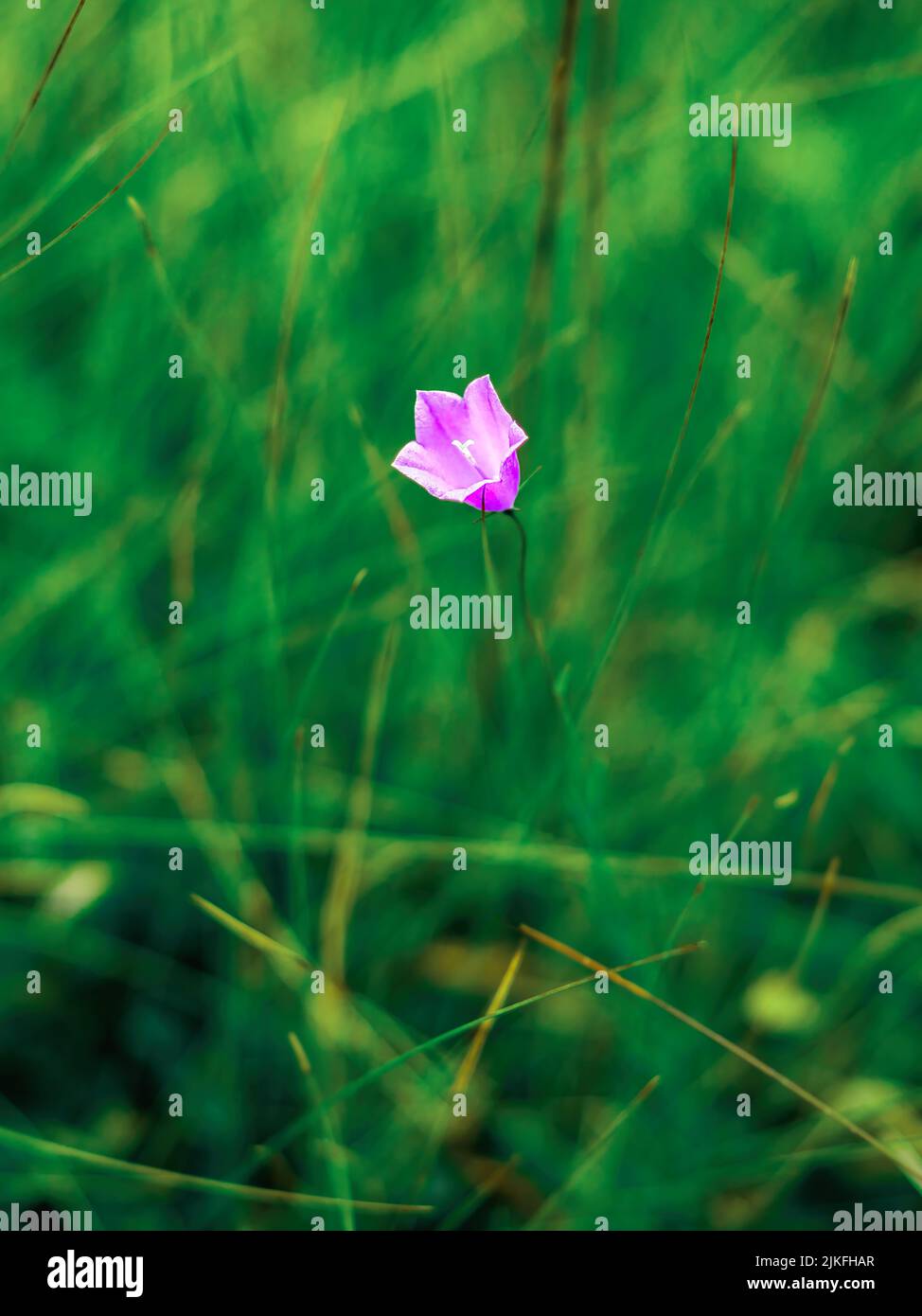 Pink bellflower hi-res stock photography and images - Alamy