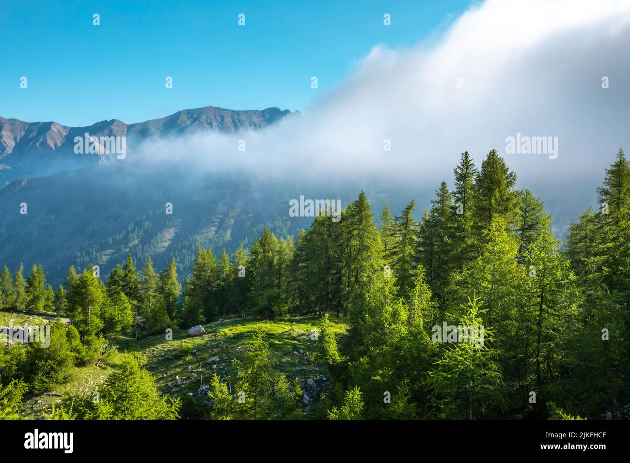 Pine trees on top of Col De La Cayolle in the french alps Stock Photo ...