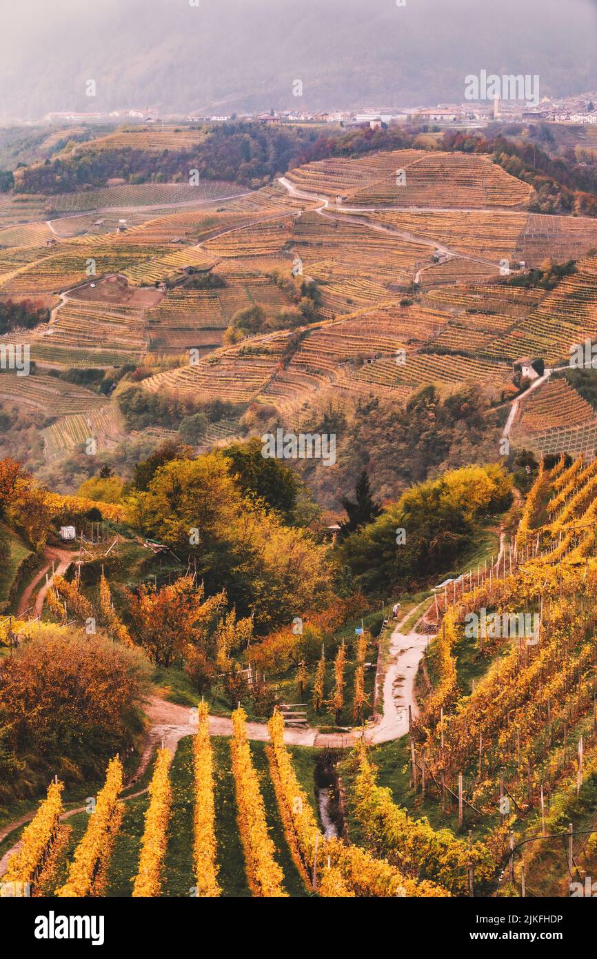Vineyard valley in Italy Stock Photo - Alamy
