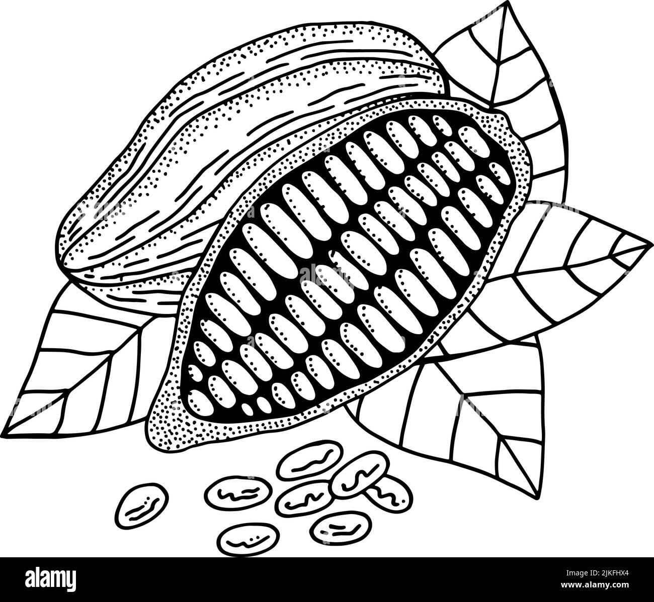 Cocoa beans on white background. Doodle line art - vector illustration ...