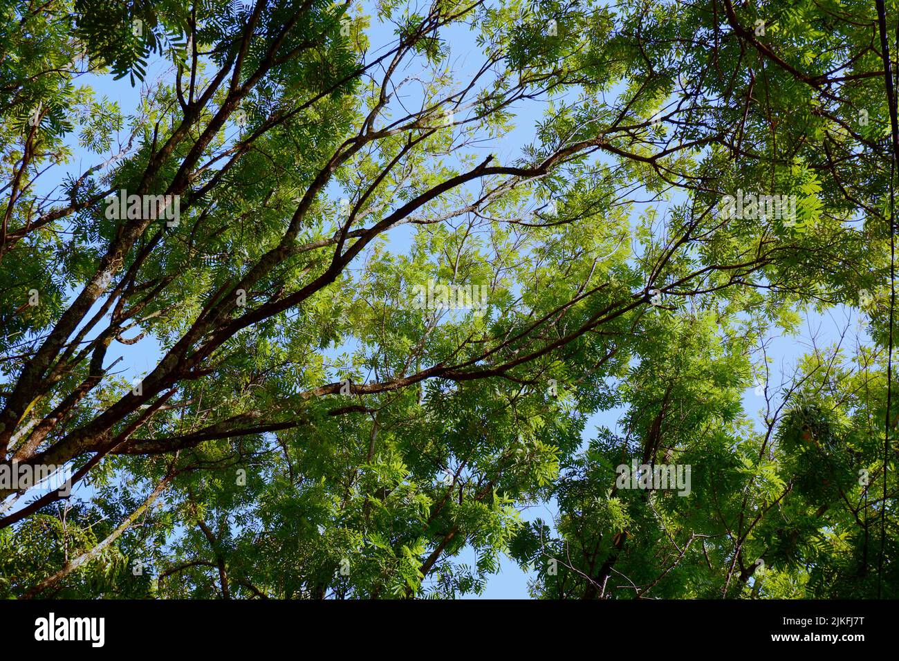 Tree looking up form below with blue sky Stock Photo - Alamy