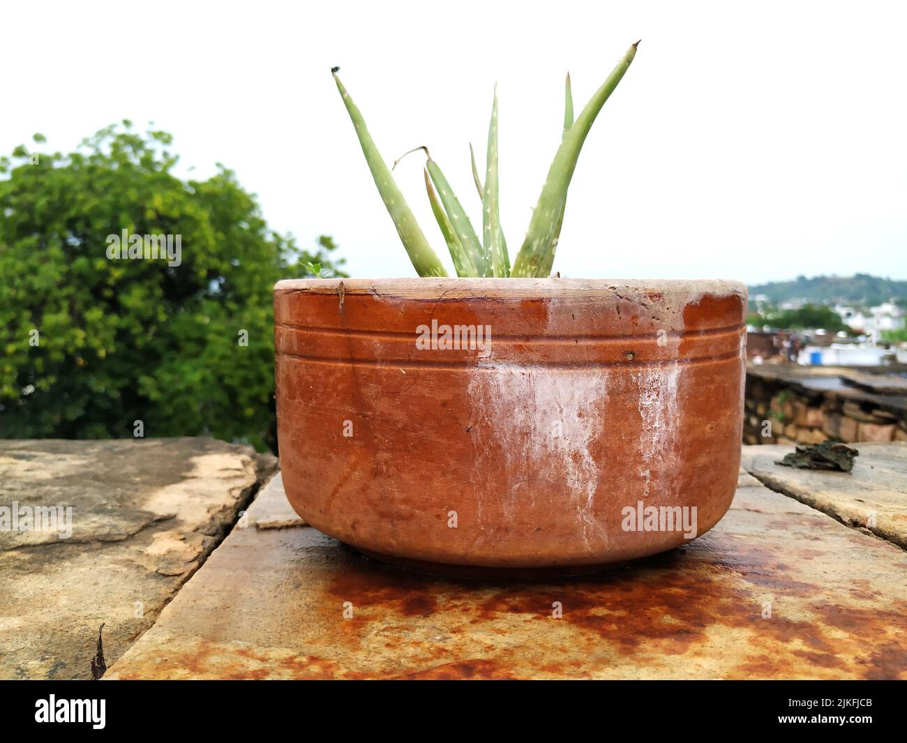 Icon plant pot hi-res stock photography and images - Alamy