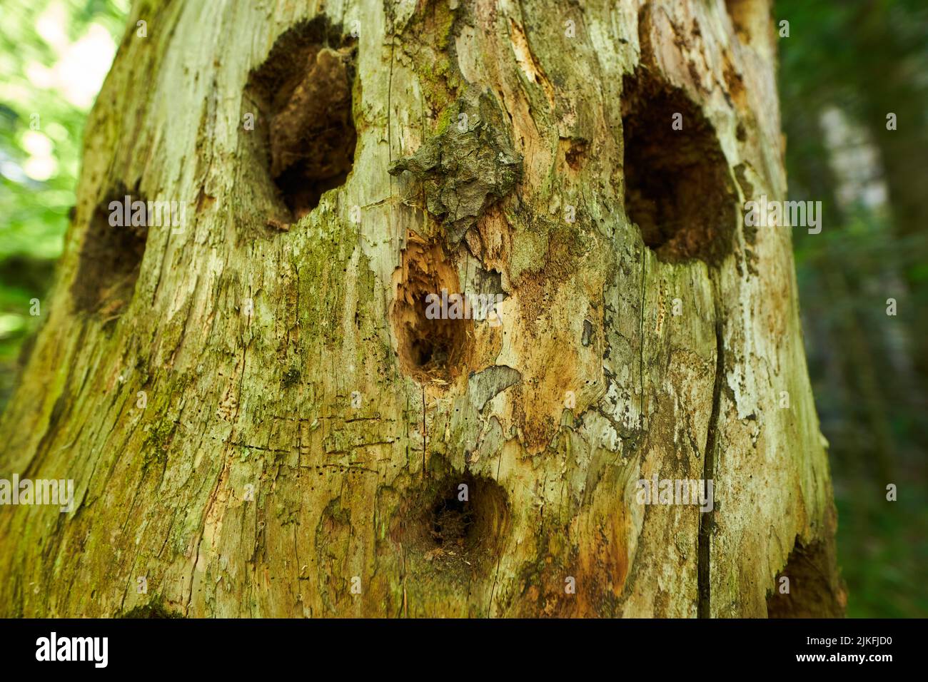 Big trunk with holes from woodpeckers searching for grubs Stock Photo ...