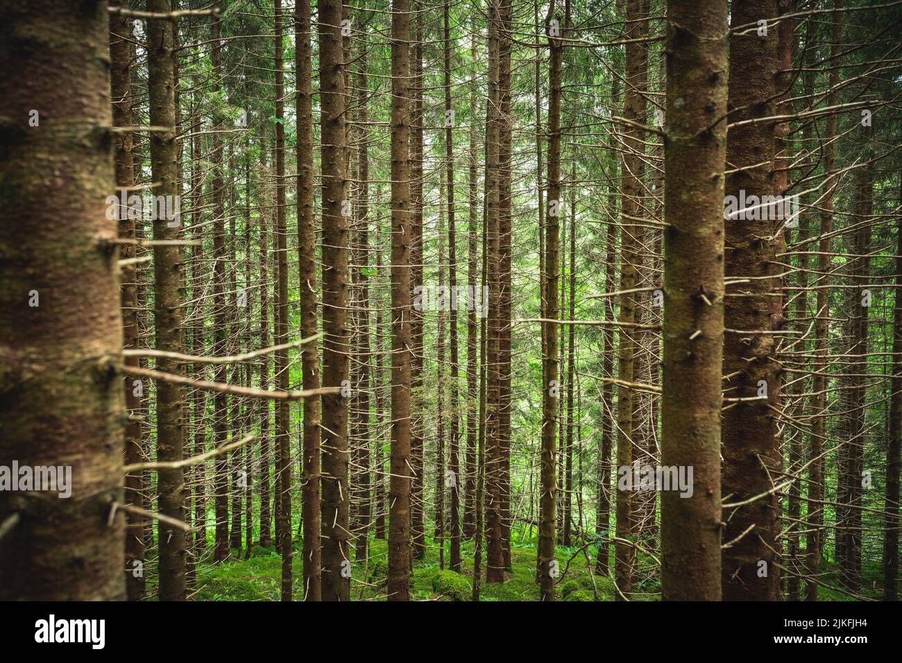 Scandinavian forest hi-res stock photography and images - Alamy