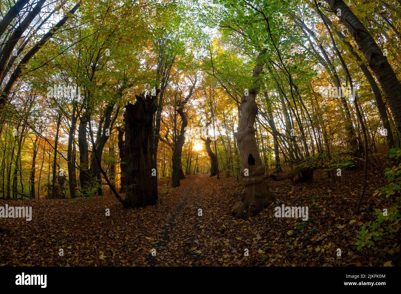 Strange tree trunks with hollows in them in Jaegersborg Dyrehave forest ...