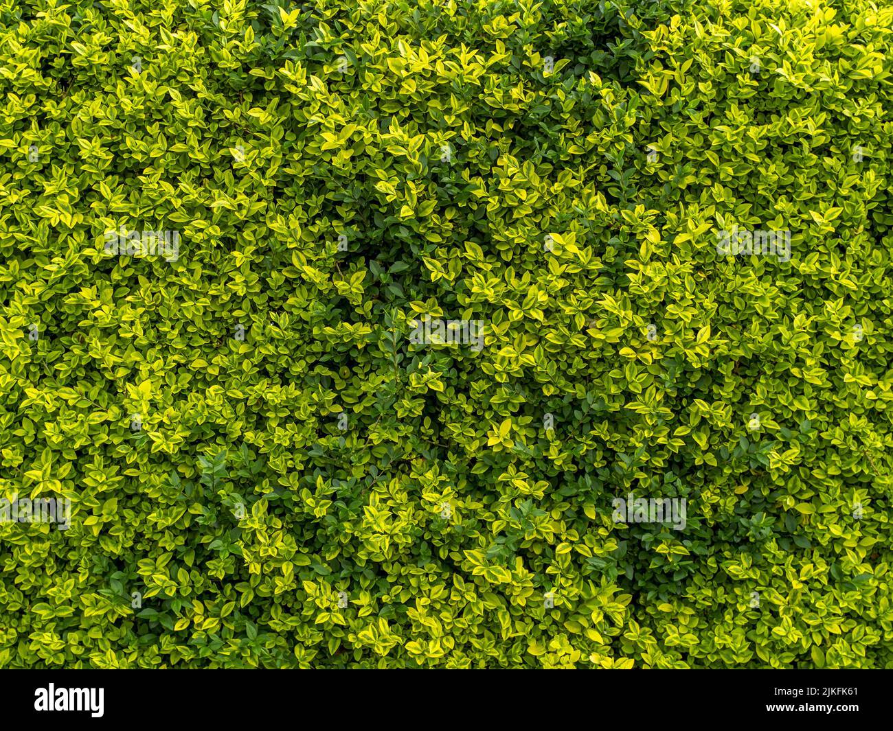 Plant box hedge hi-res stock photography and images - Alamy