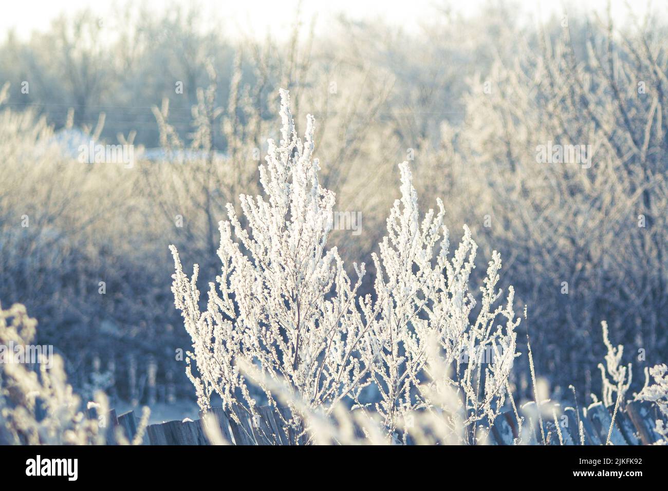 Frozen and snow covered twigs of field grass Stock Photo - Alamy