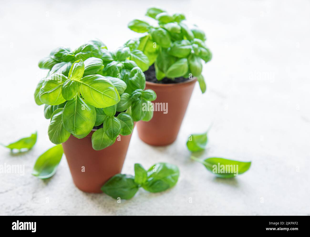 Young fresh basil in pots. Home grown basil Stock Photo - Alamy