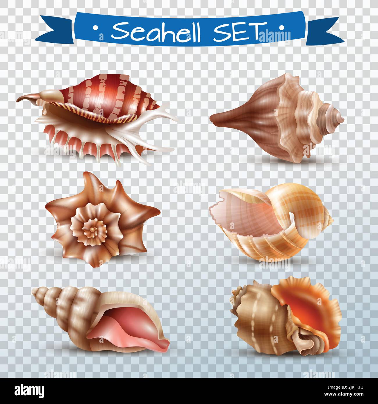 Realistic set of different beautiful seashells isolated on transparent ...