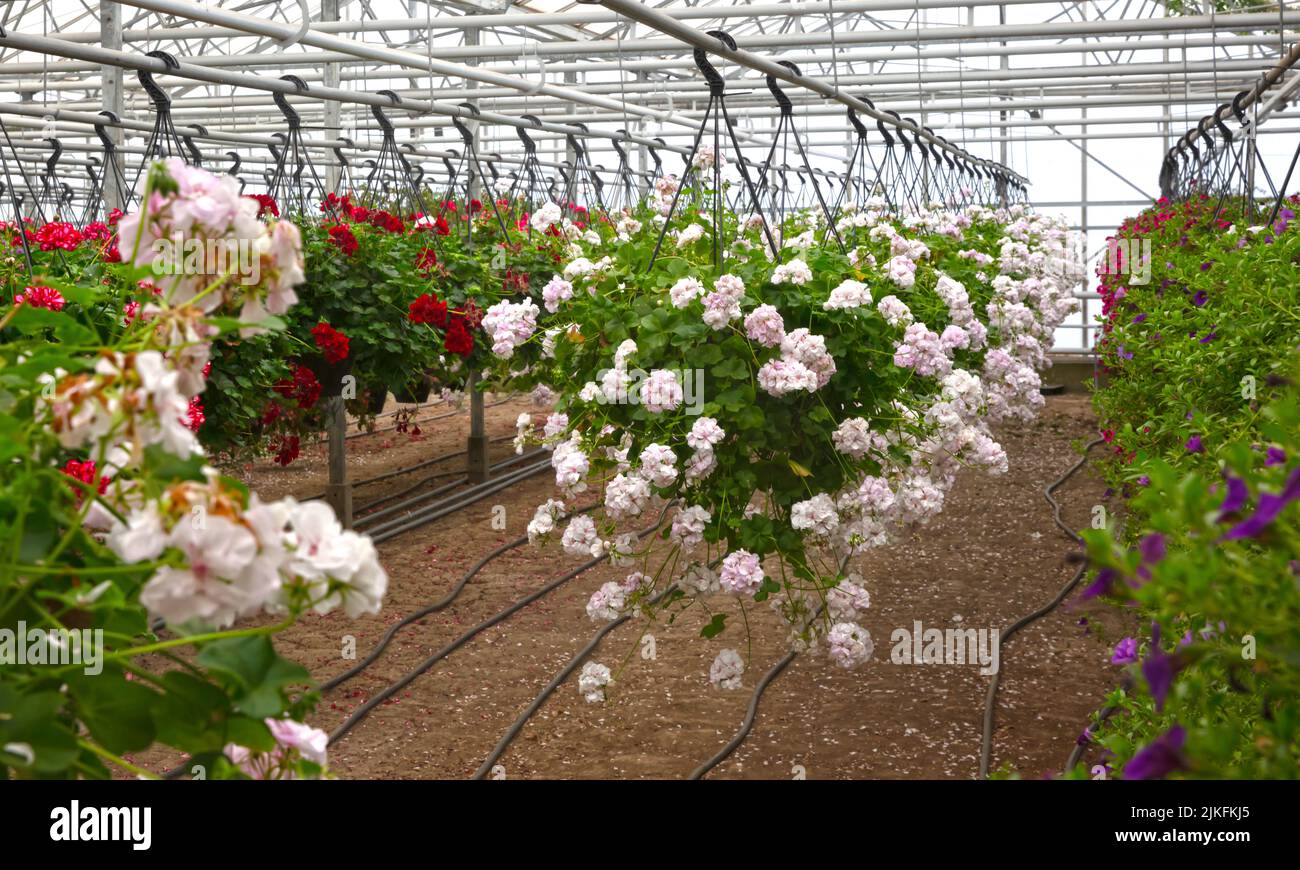 Bromeliad flower and Orchid nursery farm ornamental and flower green ...