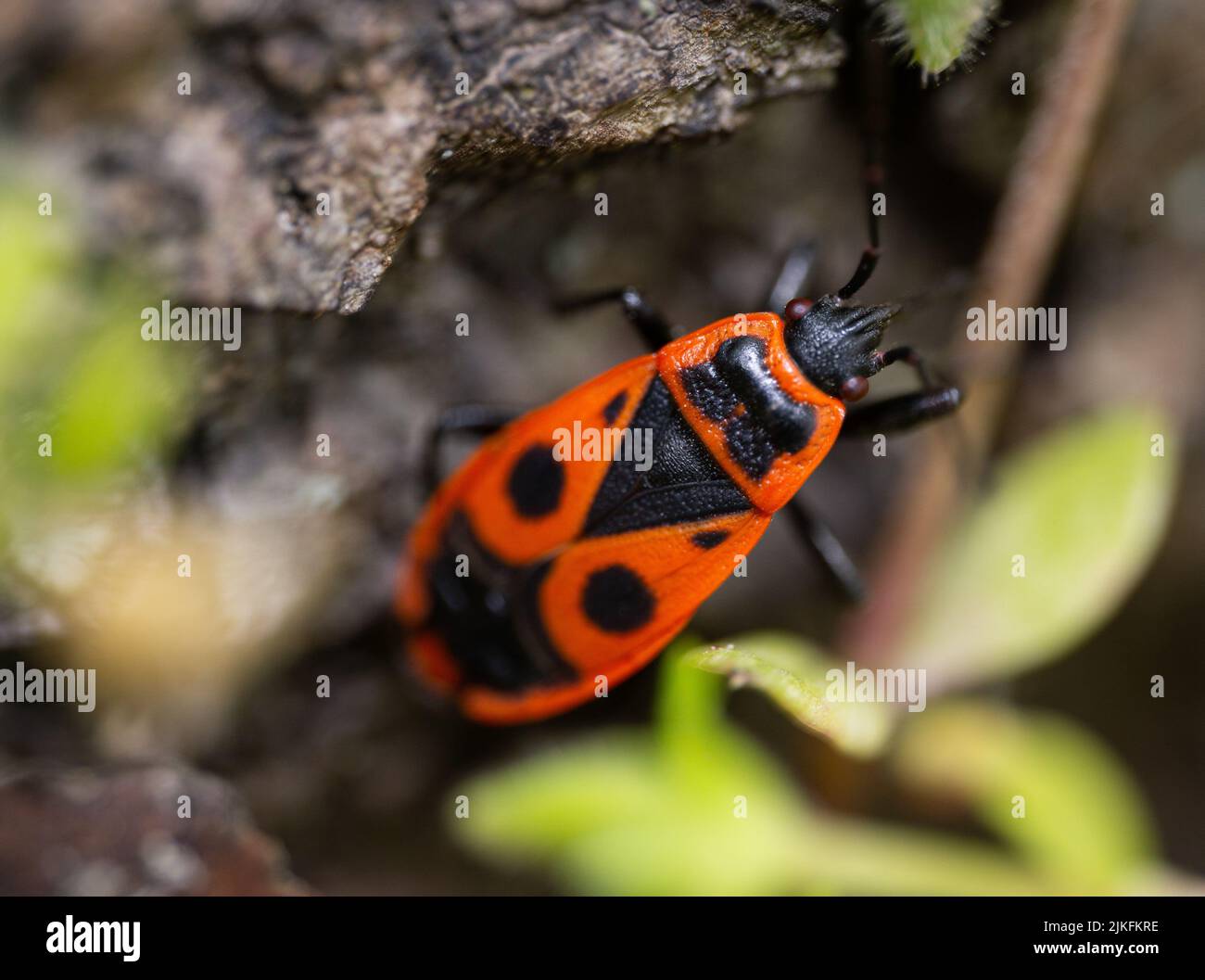 A Pyrrhocoris apterus insect on a tree Stock Photo - Alamy