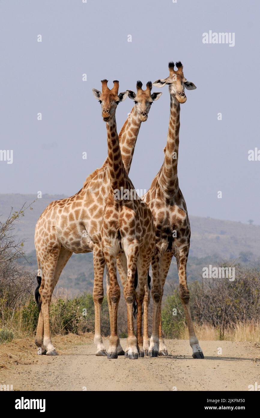 Three giraffes in the savanna Stock Photo - Alamy