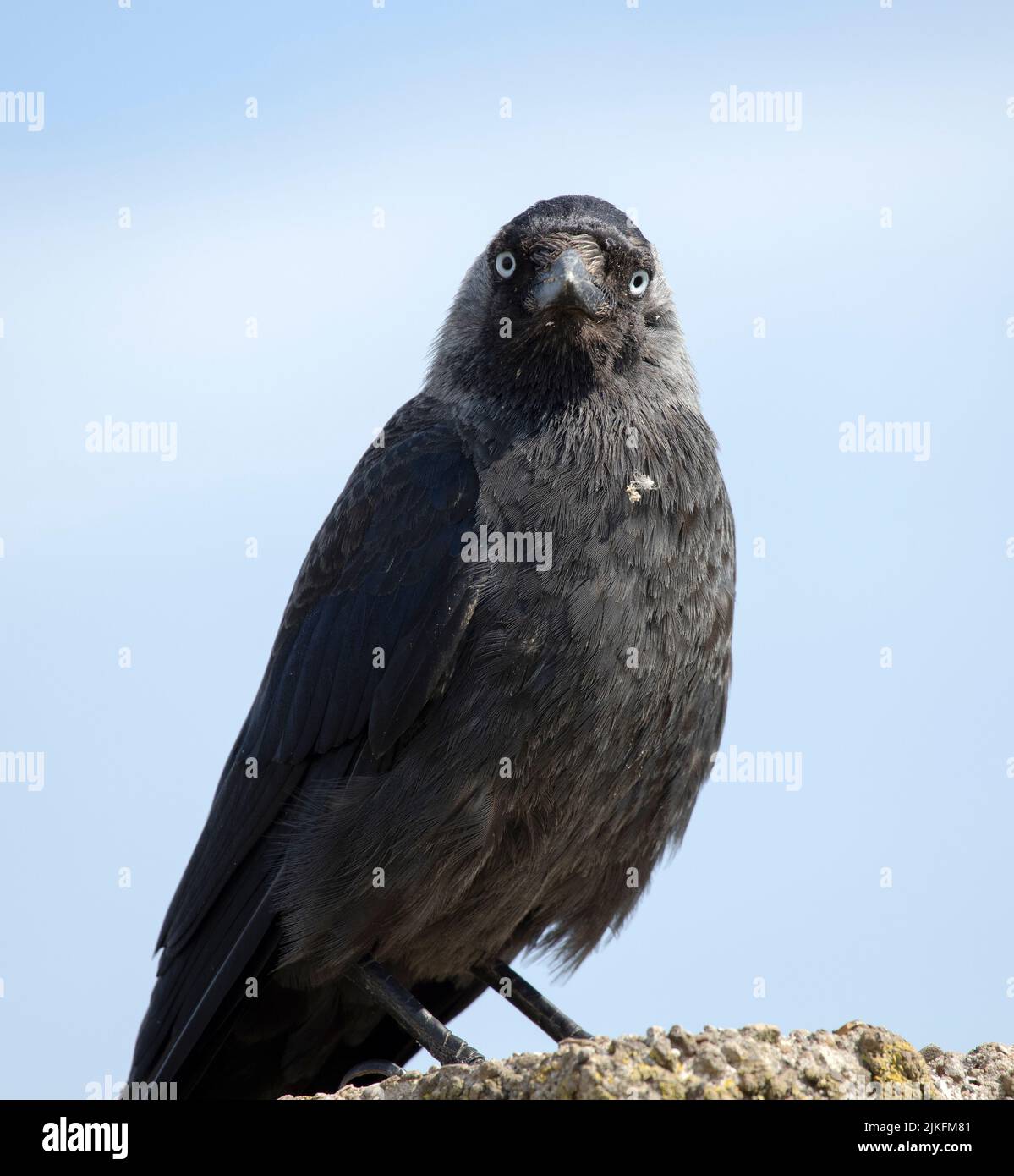 Member of the corvidae crow family hi-res stock photography and images ...