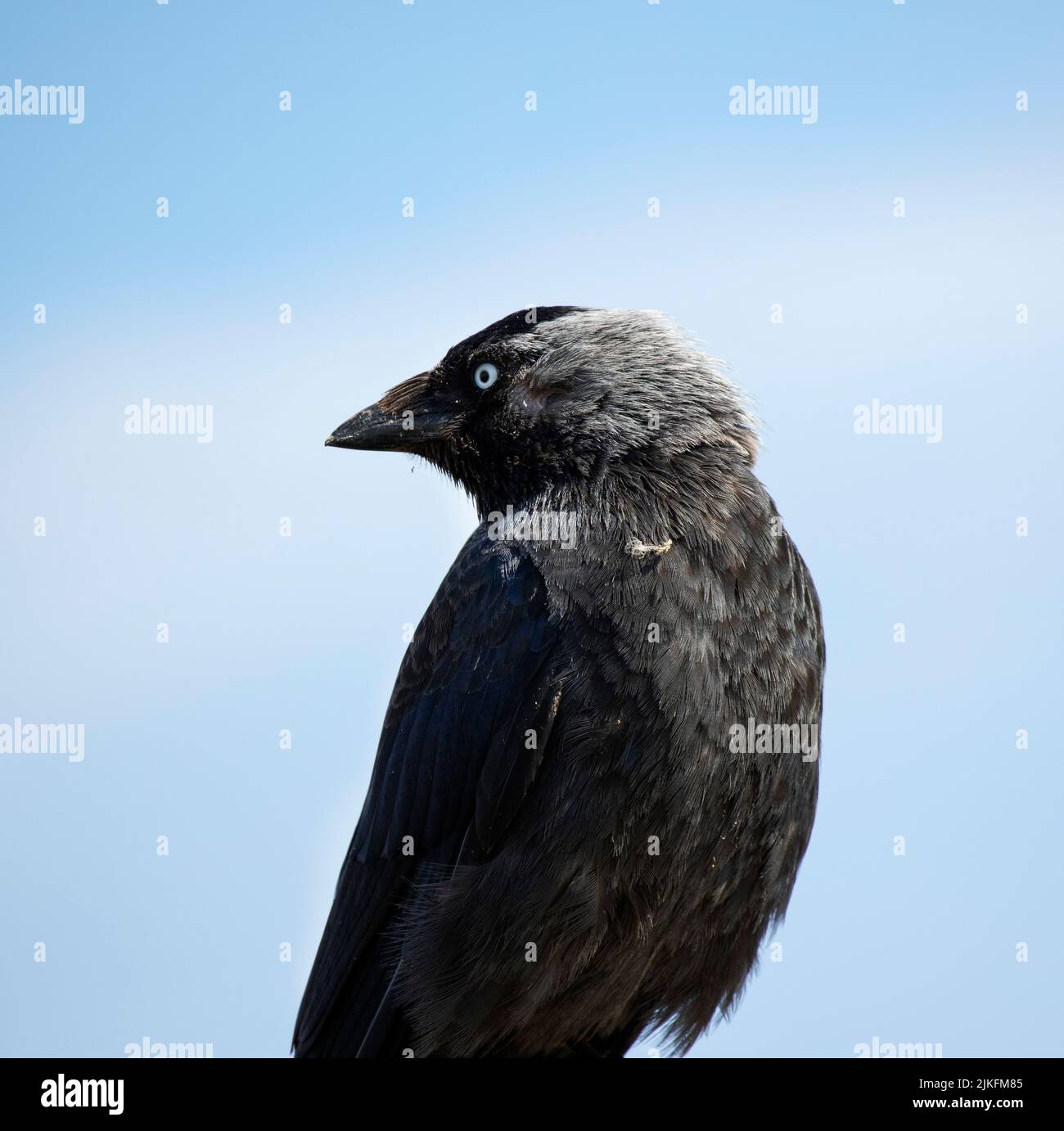 Smallest of the crow family hi-res stock photography and images - Alamy